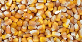 Porumb preț - vând porumb - cumpăr porumb